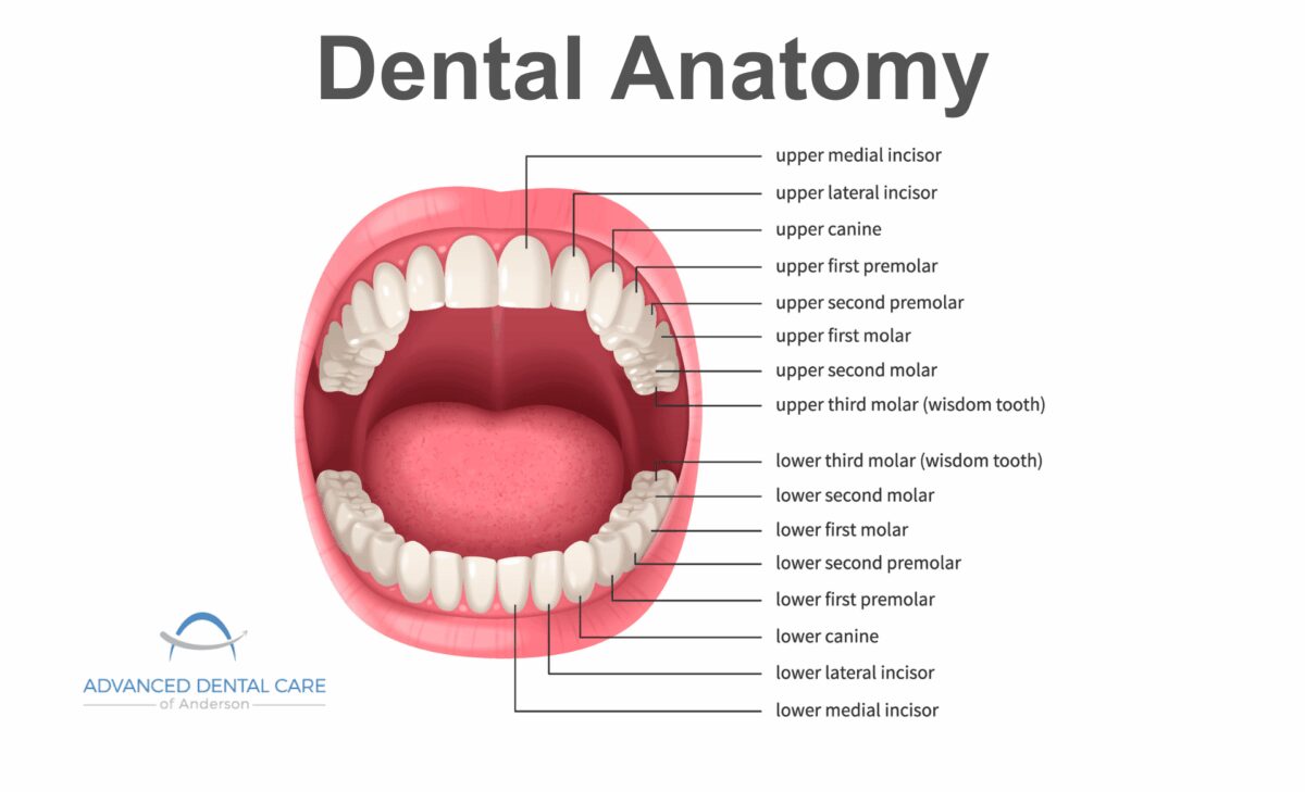 How Many Teeth Do Adults Have? Essential Facts for Dental Health ...