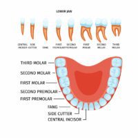 How Many Teeth Do Adults Have? Essential Facts for Dental Health ...