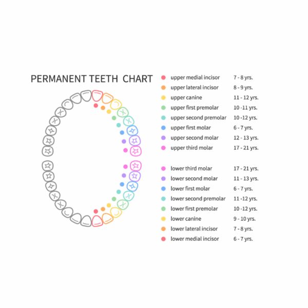 How Many Teeth Do Adults Have? Essential Facts for Dental Health ...